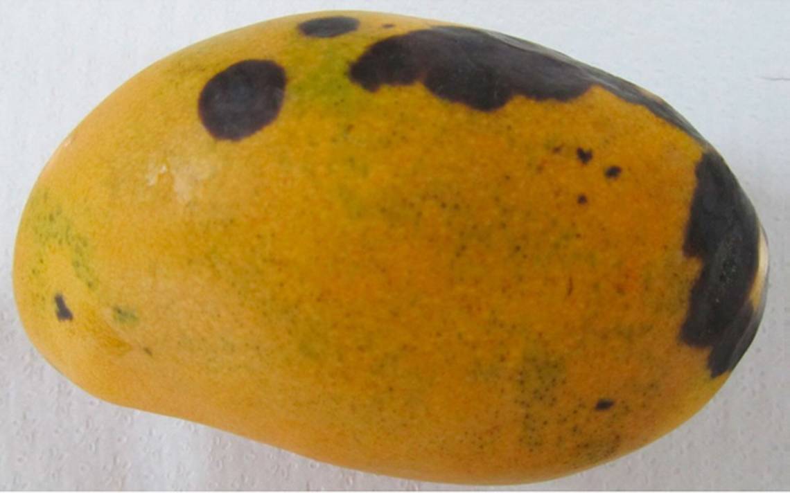 ¿Qué son las manchas negras de los mangos y qué pasa si las consumimos ...